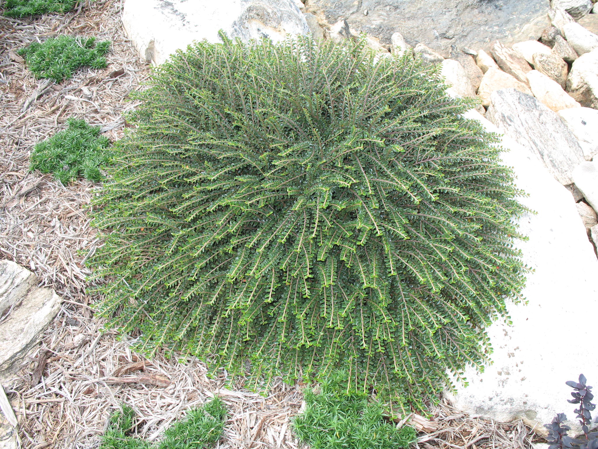 Online Plant Guide Cotoneaster Horizontalis Tom Thumb Tom Thumb Online Plant Guide Cotoneaster Horizontalis Tom Thumb Tom Thumb